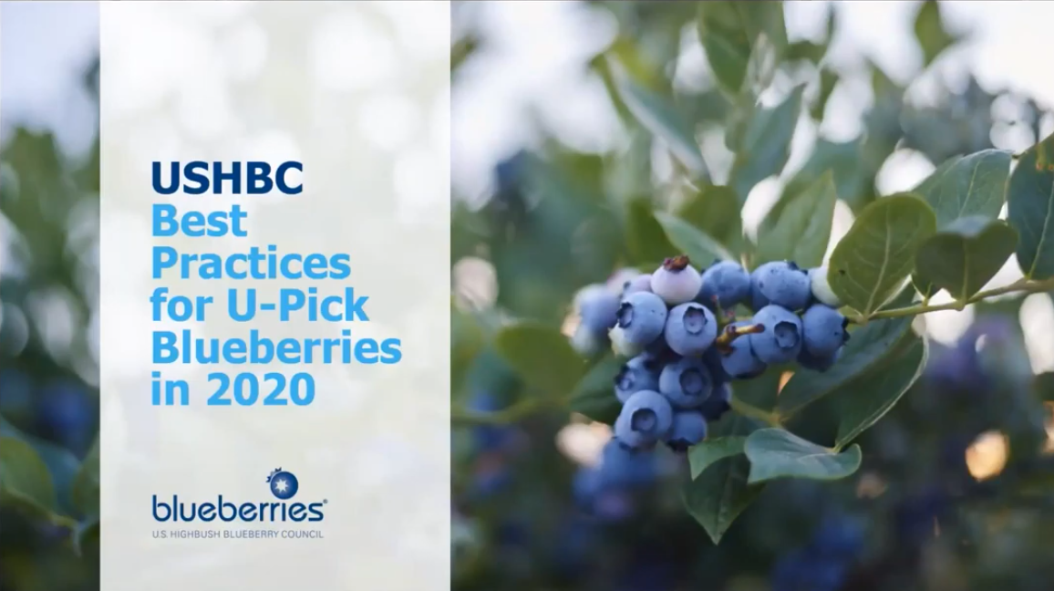 Best Practices for U-Pick Blueberries in 2020 - USHBC