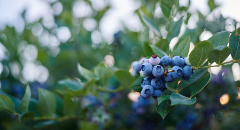 BerrySmart Insights With Wish Farms’ Joe Powell & H&A Farms’ Michael Hill - USHBC