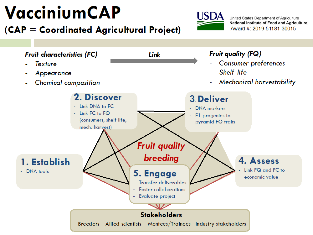 Coordinated Effort to Improve Blueberry Genetics - USHBC