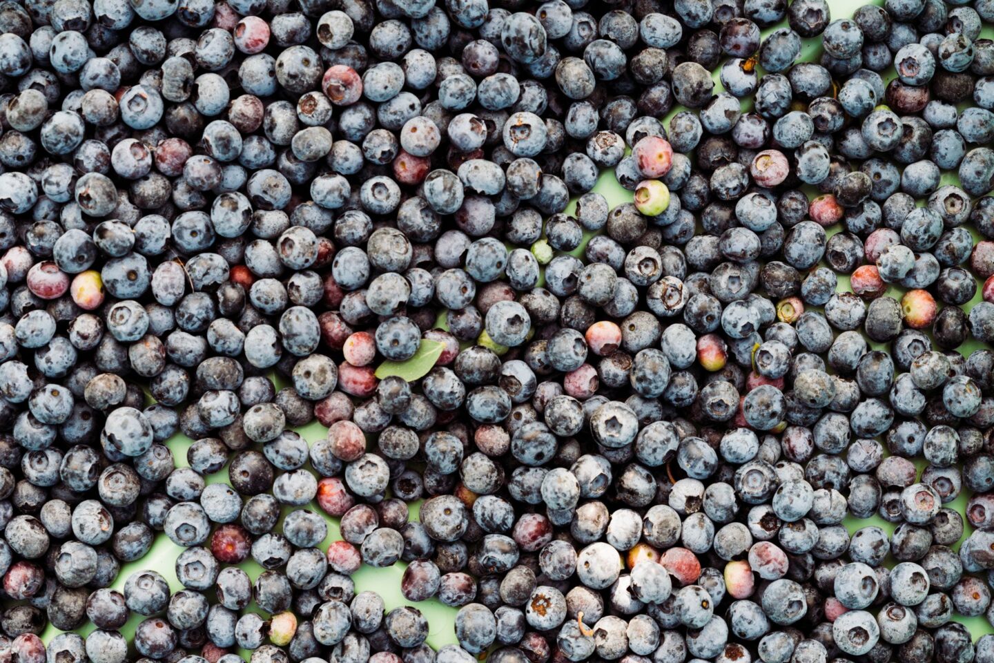 Tariffs Reduced on U.S. Blueberry Exports to India, Asia Fruit ...