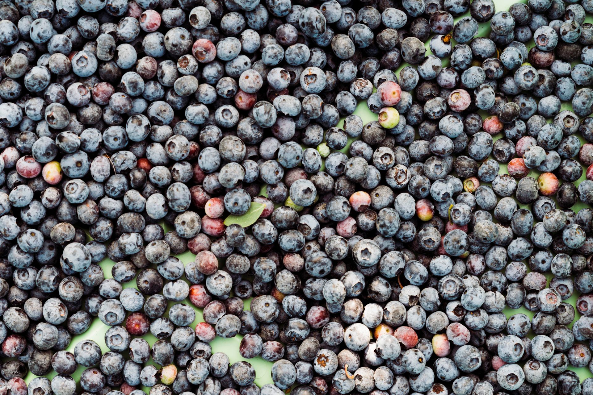 U.S. Highbush Blueberry Council Seeks Nominees for Importer 2, 3, 4 and ...