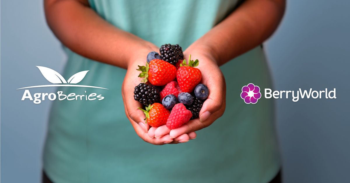 From Berry Fresh to BerryWorld: A Conversation With Jorge Andres Varela ...