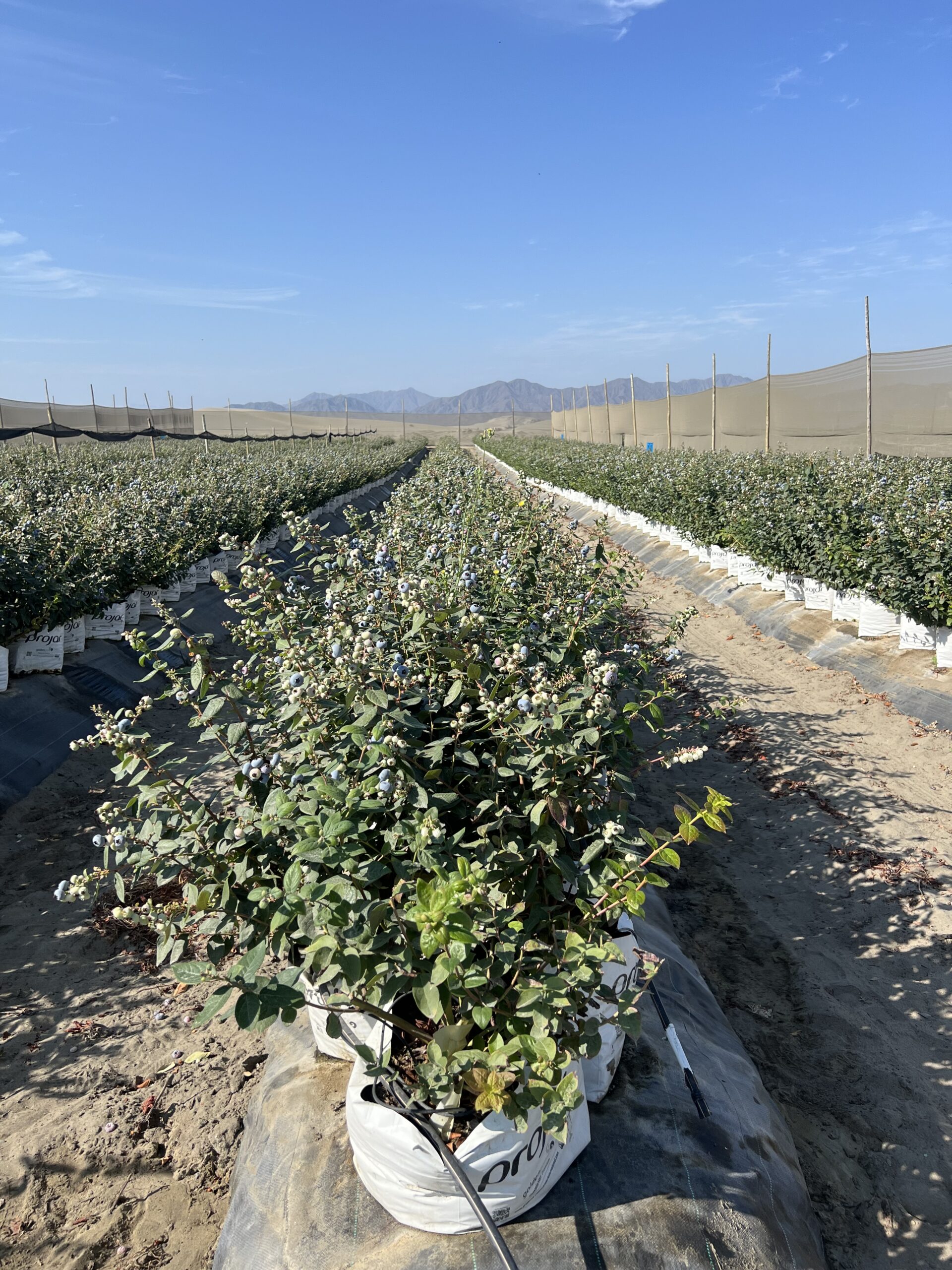 Message From the Chair, Bryan Sakuma Board Profile, NABC Awards, Recap ...