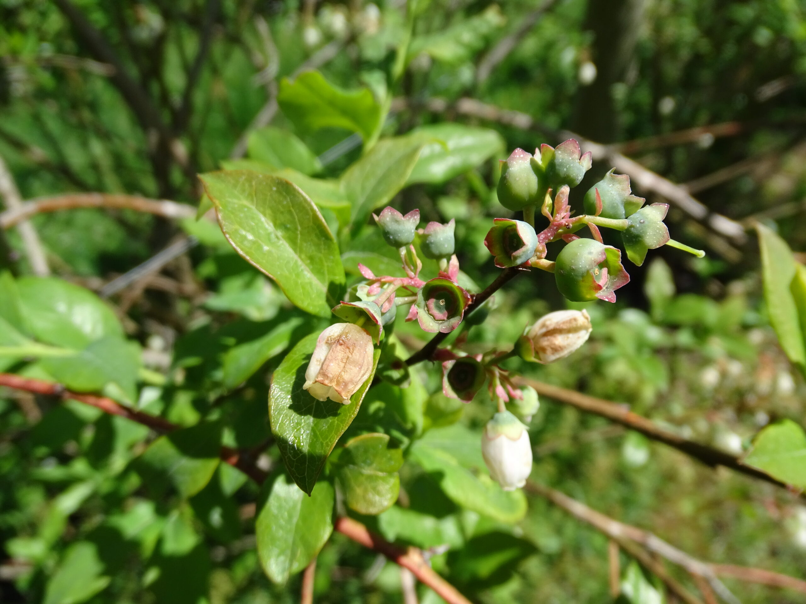 Strategies for Blueberry Disease Management With MSU's Tim Miles - USHBC